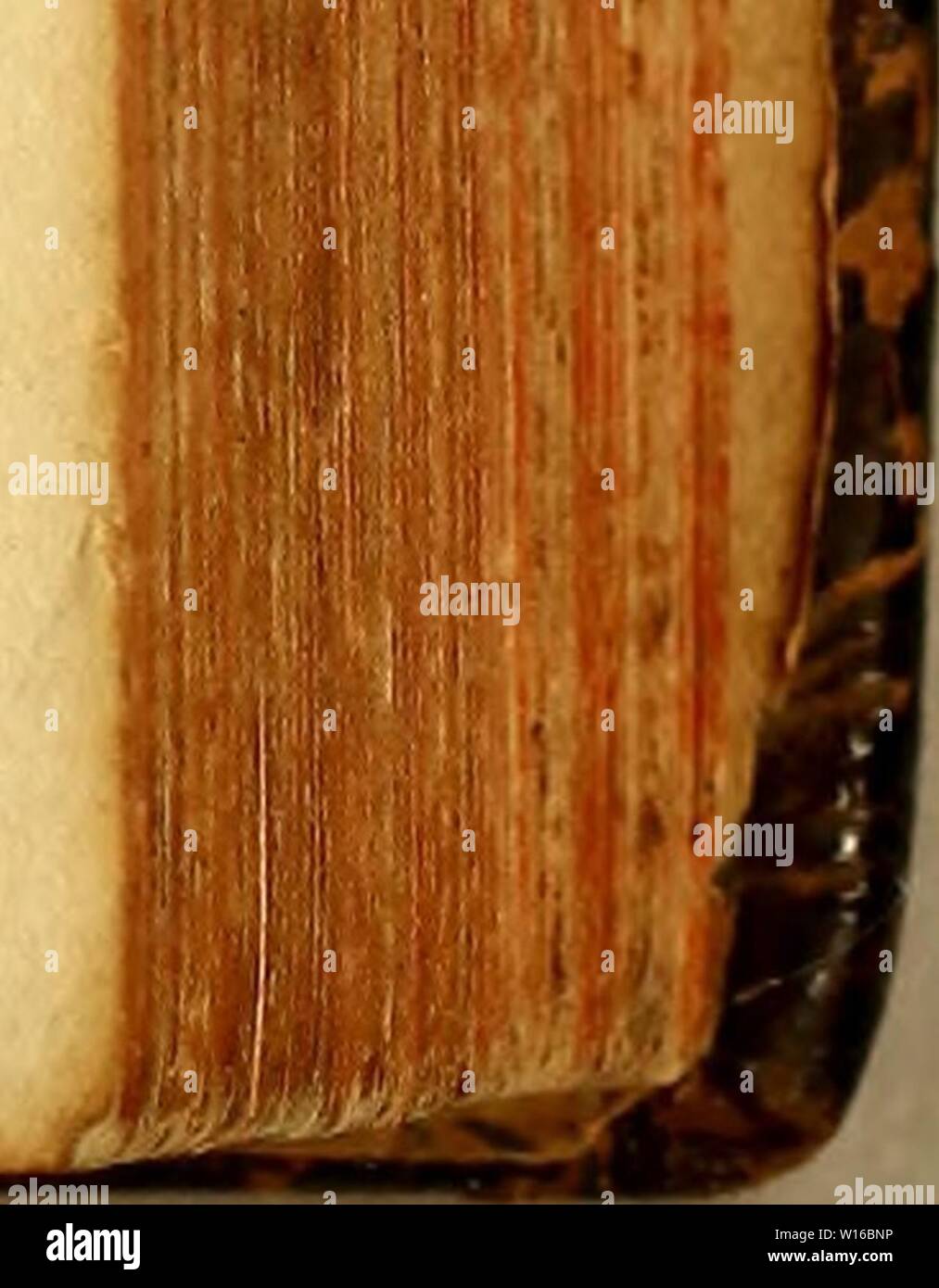 Boca de insectos hi-res stock photography and images - Alamy