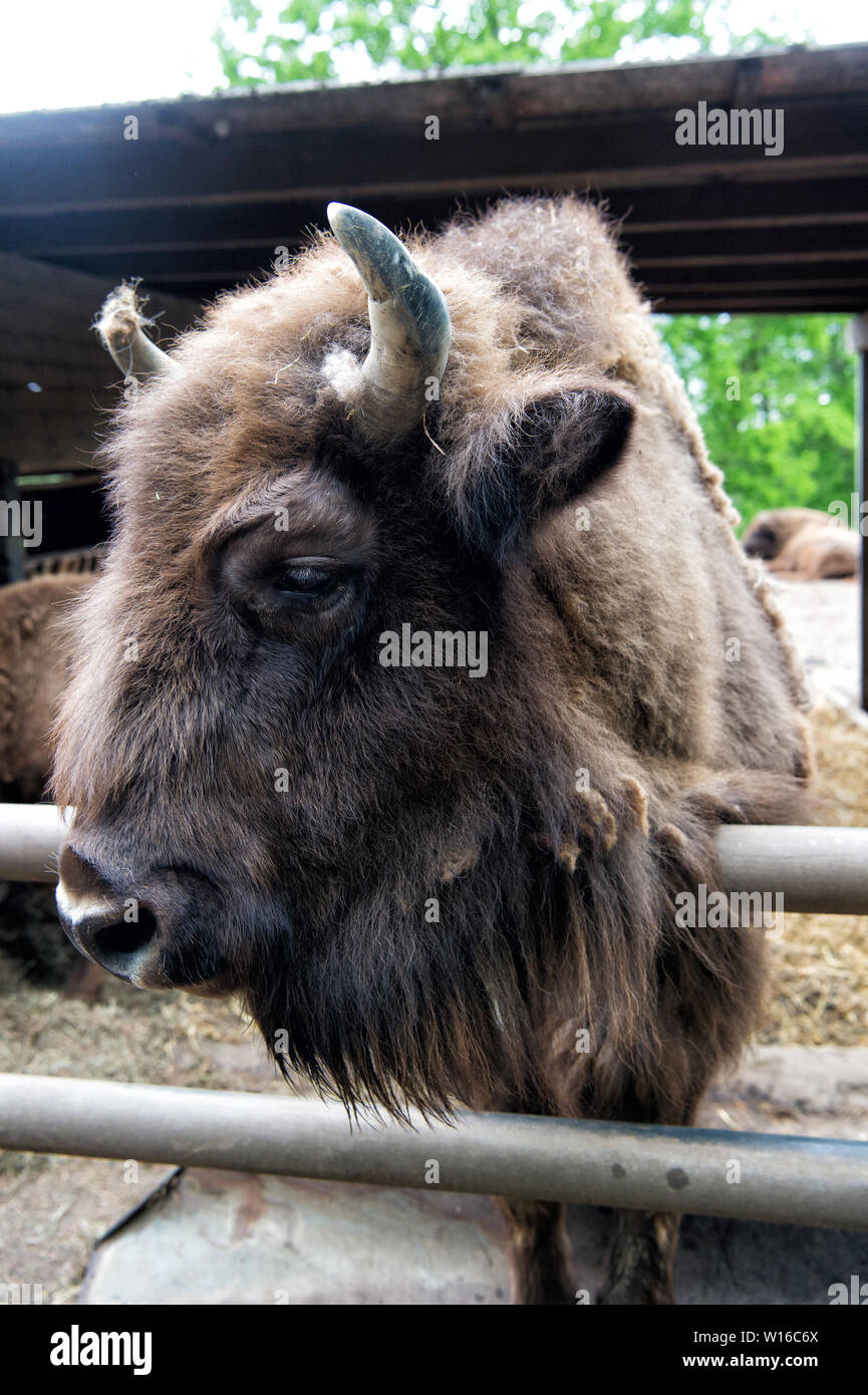 Save the species. European or american bison or wisent in paddock or ...