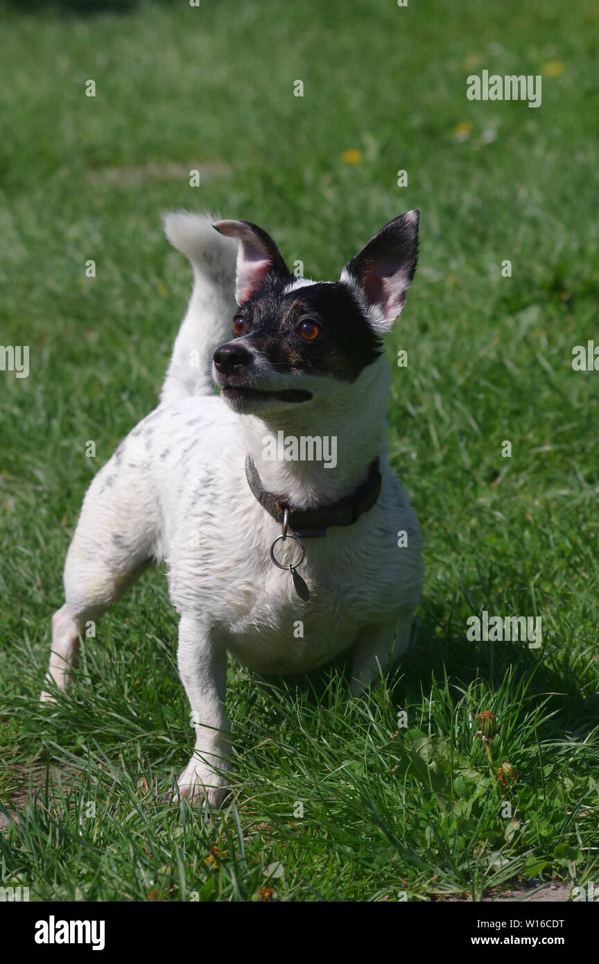 Waiting to leap hi-res stock photography and images - Alamy