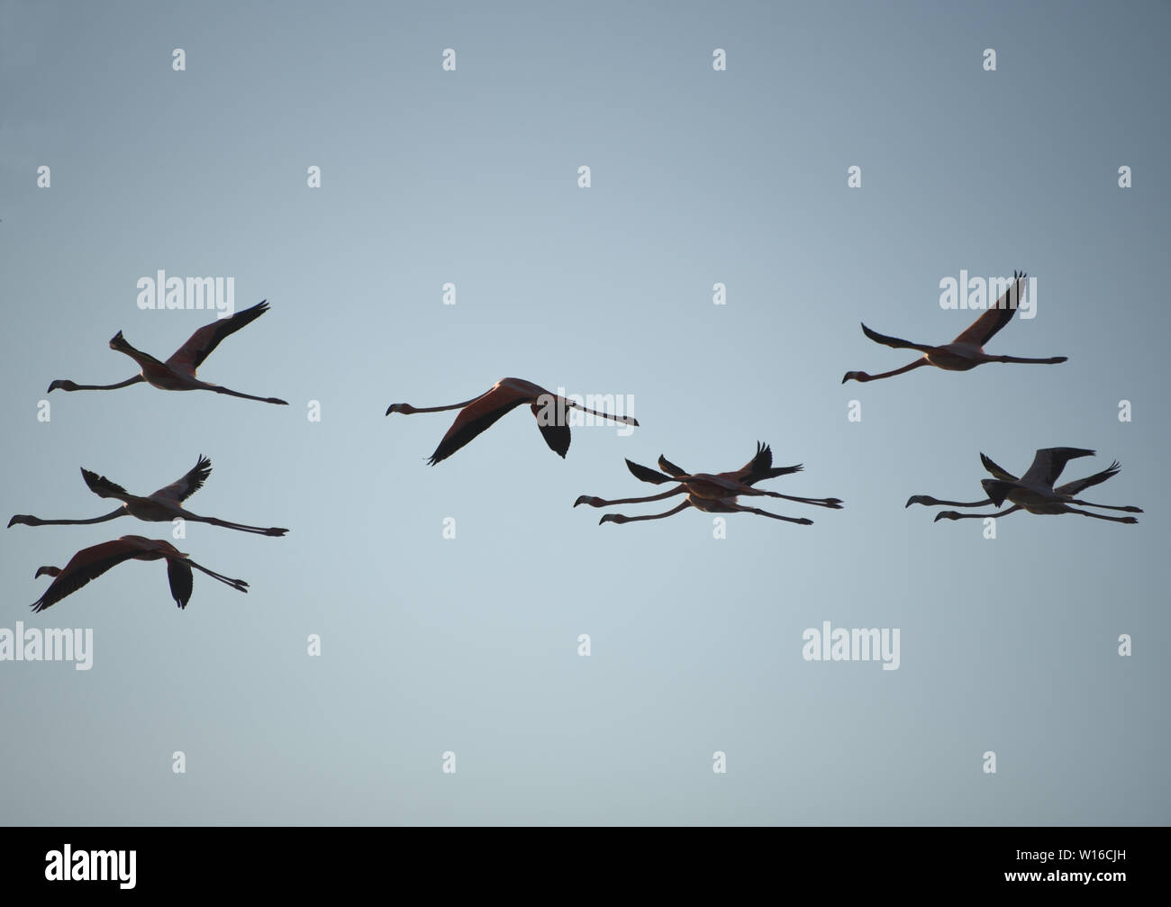 Flamingo outline hi-res stock photography and images - Alamy