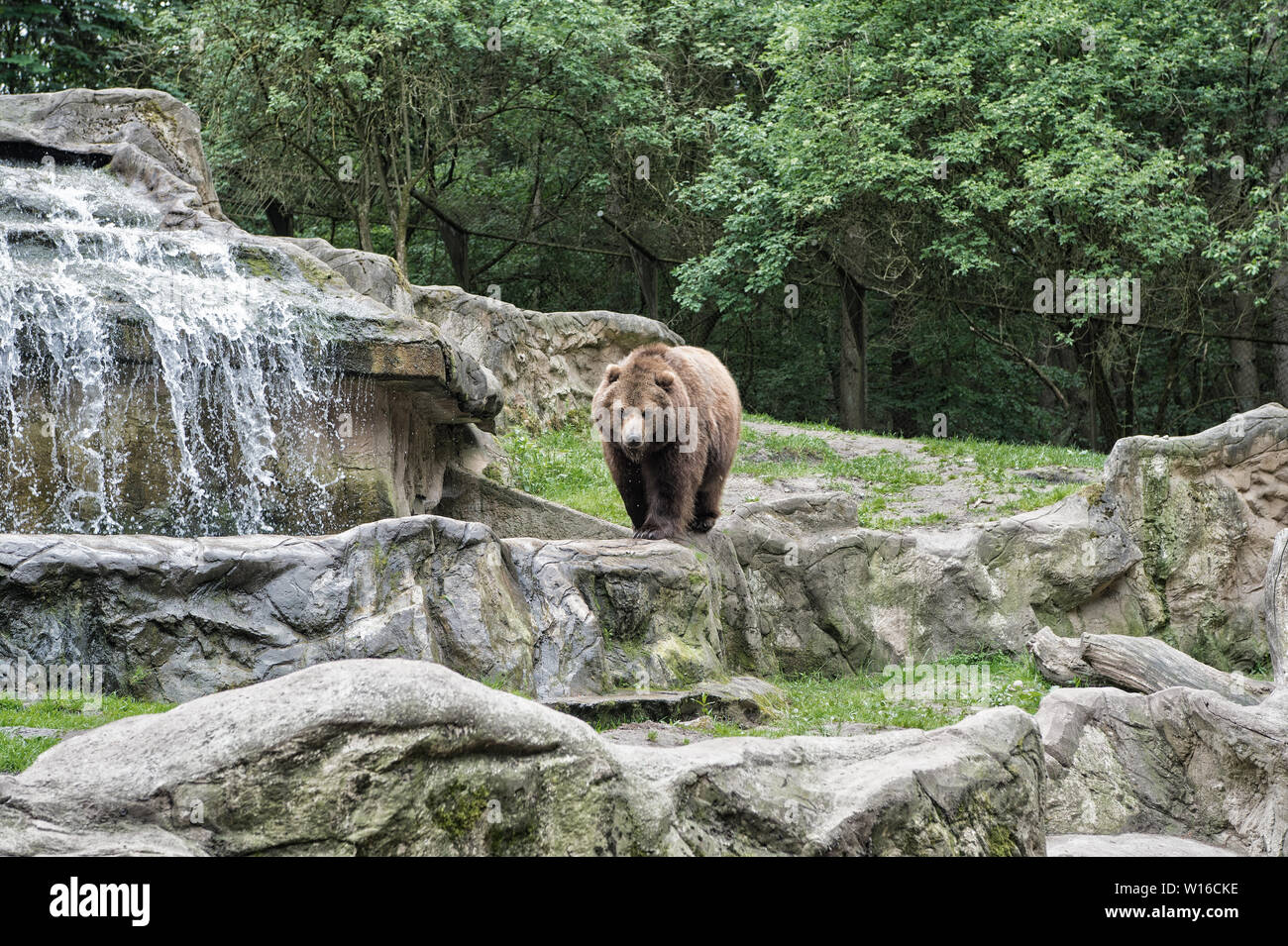 One of the largest land predators hi-res stock photography and images ...