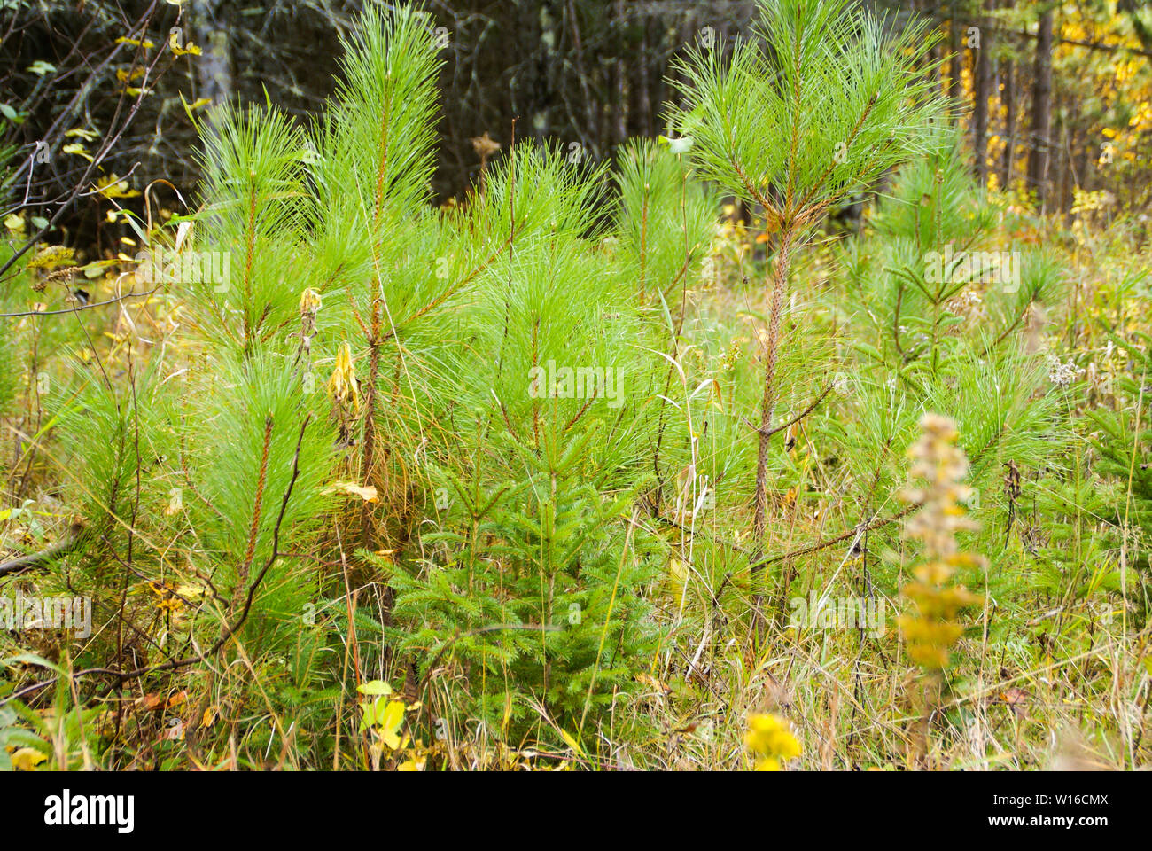 Multiple varieties of small pine trees on the woodland ground Stock ...