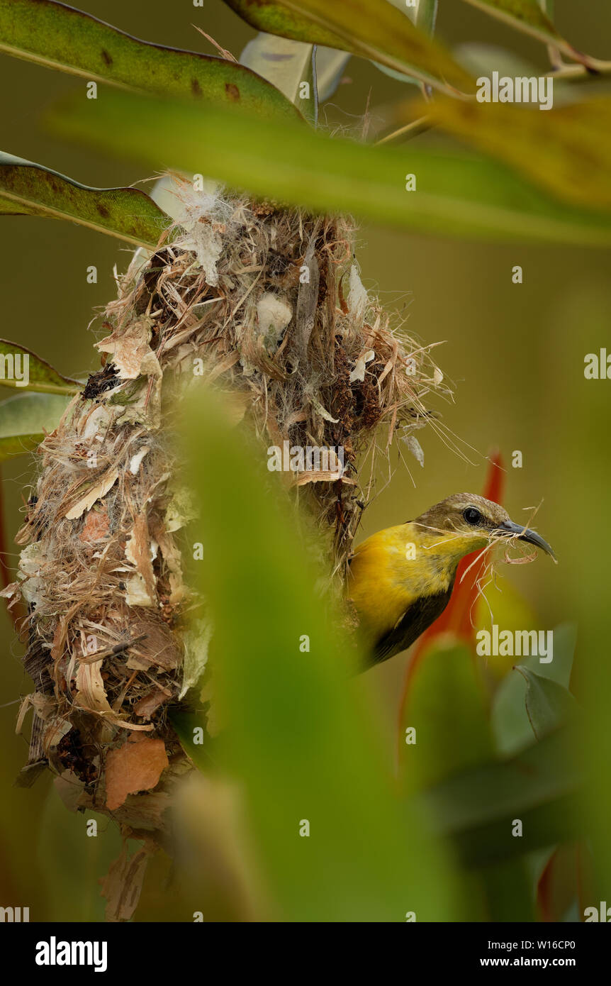 Olive-backed sunbird - Cinnyris jugularis, also known as the yellow ...