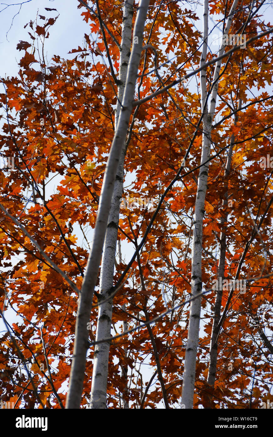 Trees That Have Orange Leaves