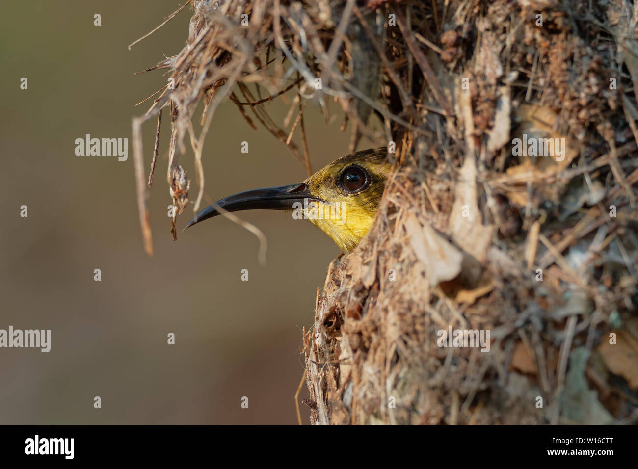 Olive backed sunbird hi-res stock photography and images - Alamy