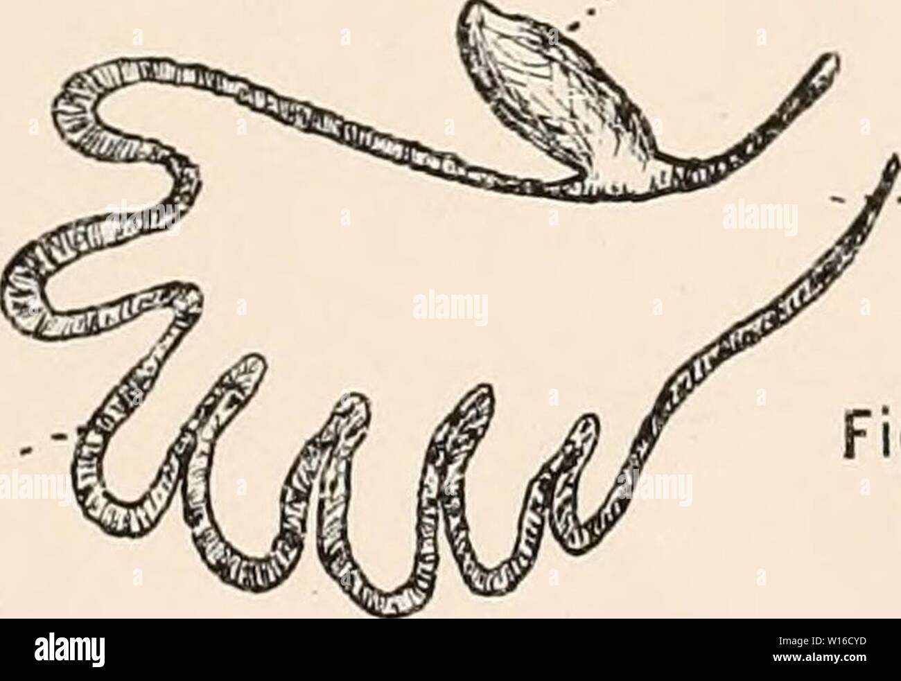 Liverpool t dobb co hi-res stock photography and images - Alamy