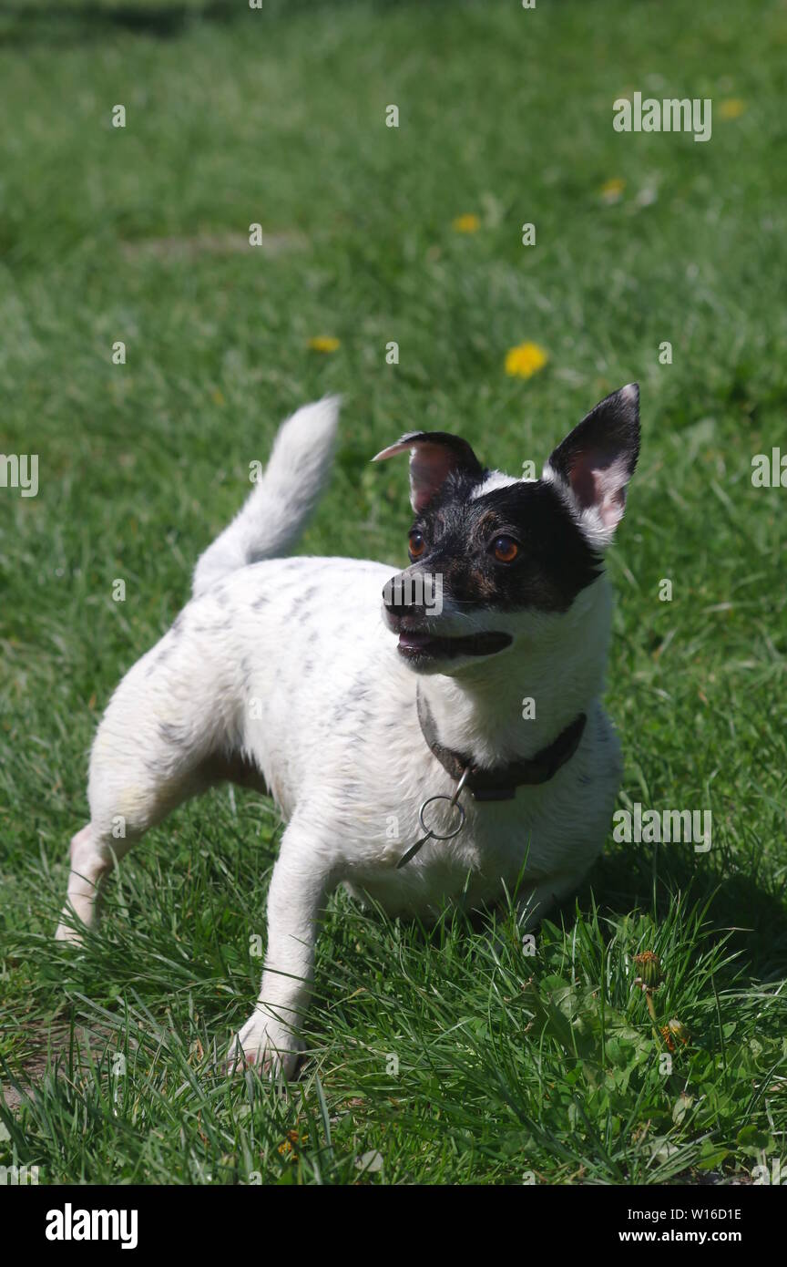 Waiting to leap hi-res stock photography and images - Alamy