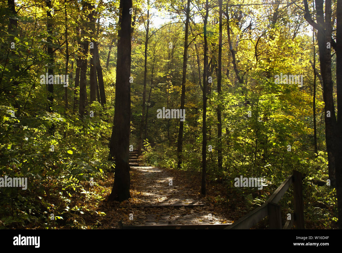 Wooden trail through woods leading to stairs surrounded by tall green ...