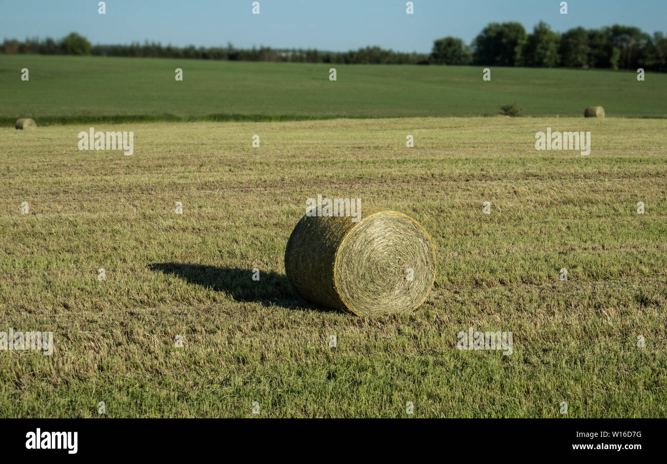 Grass and legumes growing hi-res stock photography and images - Alamy