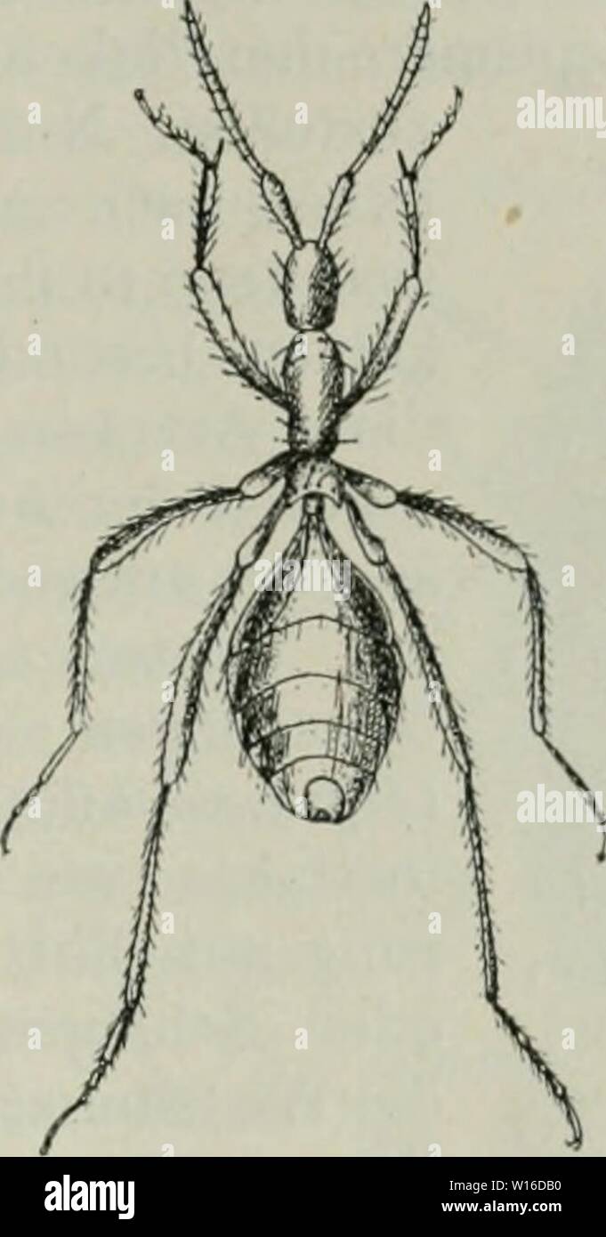 Ameise illustration hi-res stock photography and images - Alamy