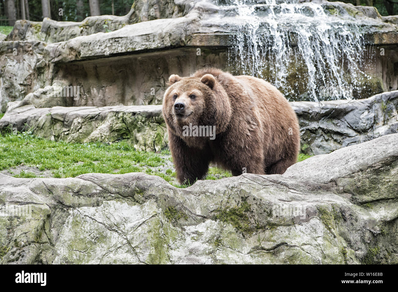 Lets go wild for wildlife. Undomesticated animal species or wildlife ...