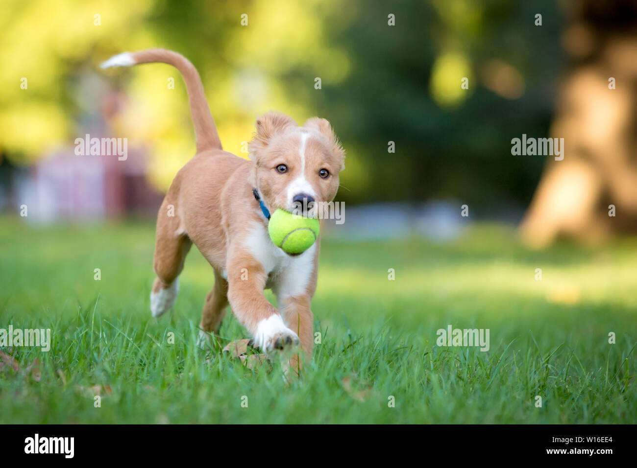 Dog running through grass hi-res stock photography and images - Alamy