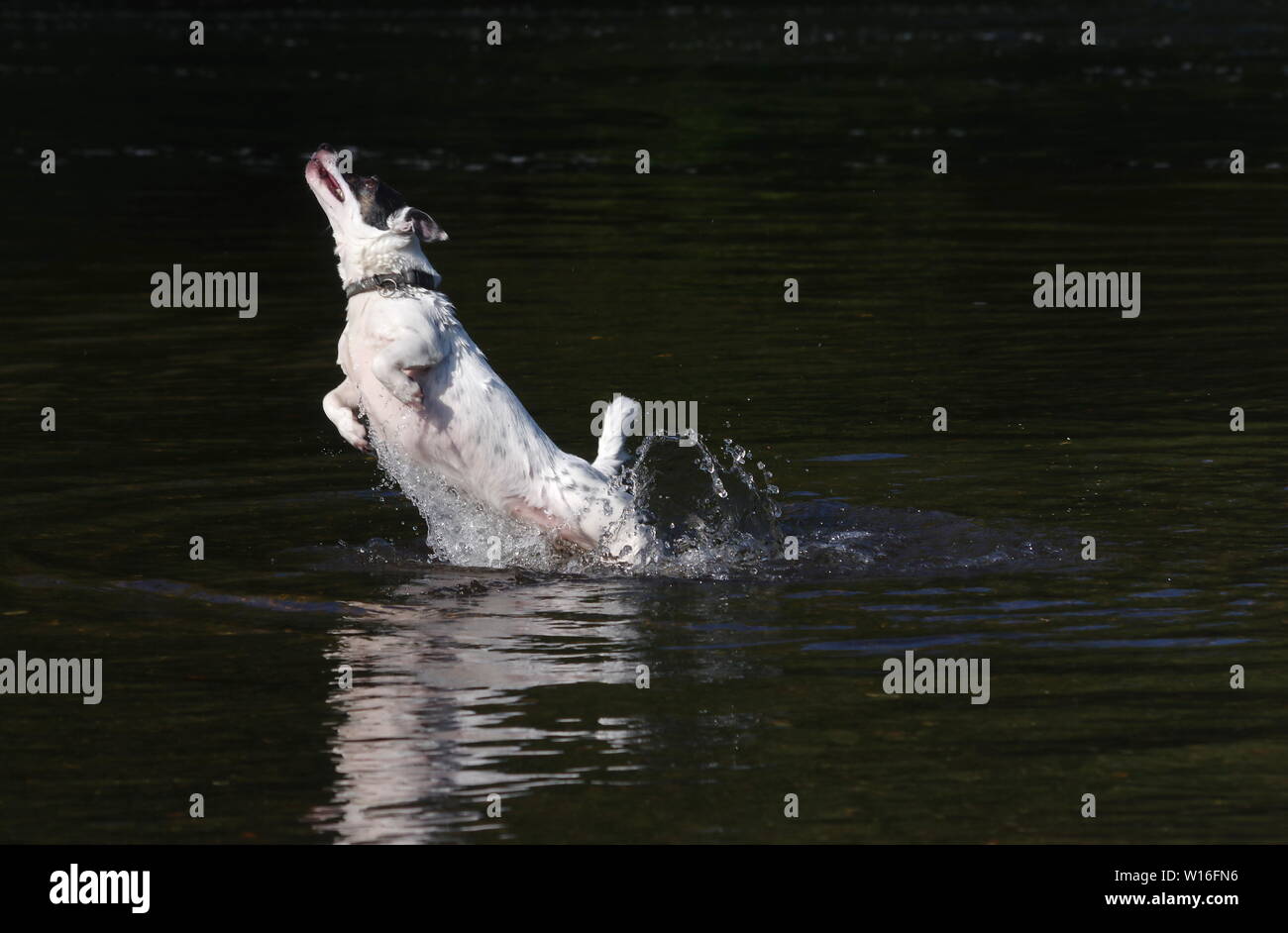 Jack Russell jumping in river Stock Photo - Alamy