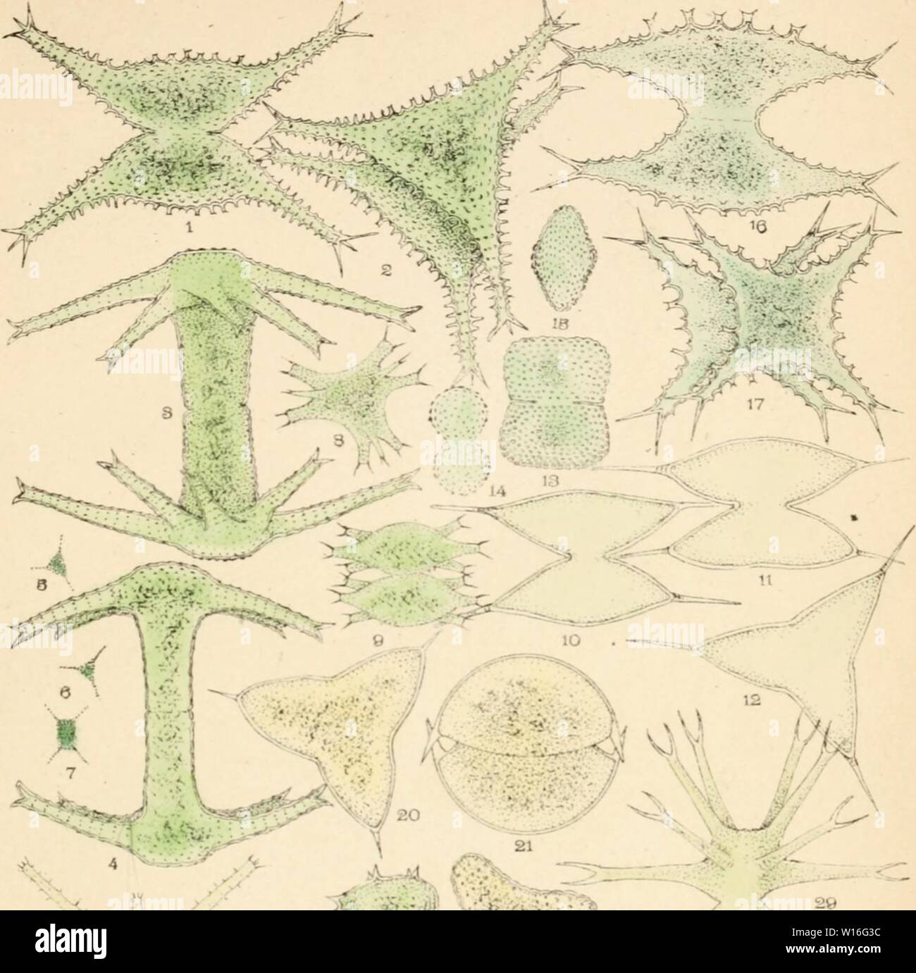 Desmids hi-res stock photography and images - Alamy