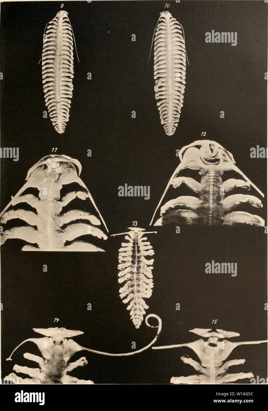 Tomopteris hi-res stock photography and images - Alamy