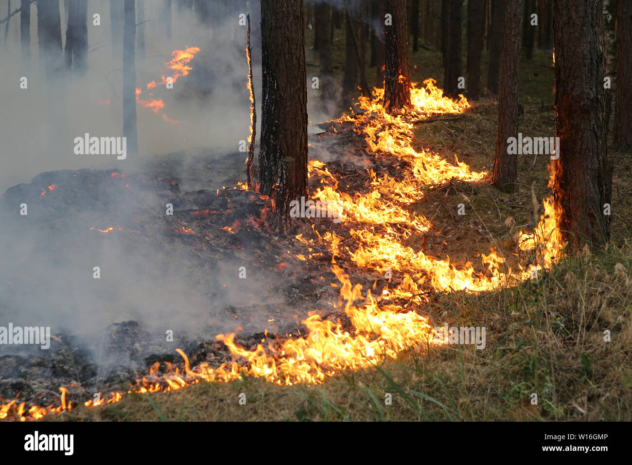 Trebs, Germany. 30th June, 2019. Flames during a forest fire near the ...