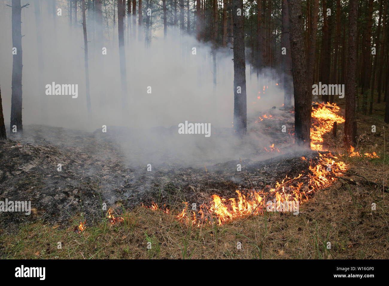 Trebs, Germany. 30th June, 2019. A forest fire near the village of ...
