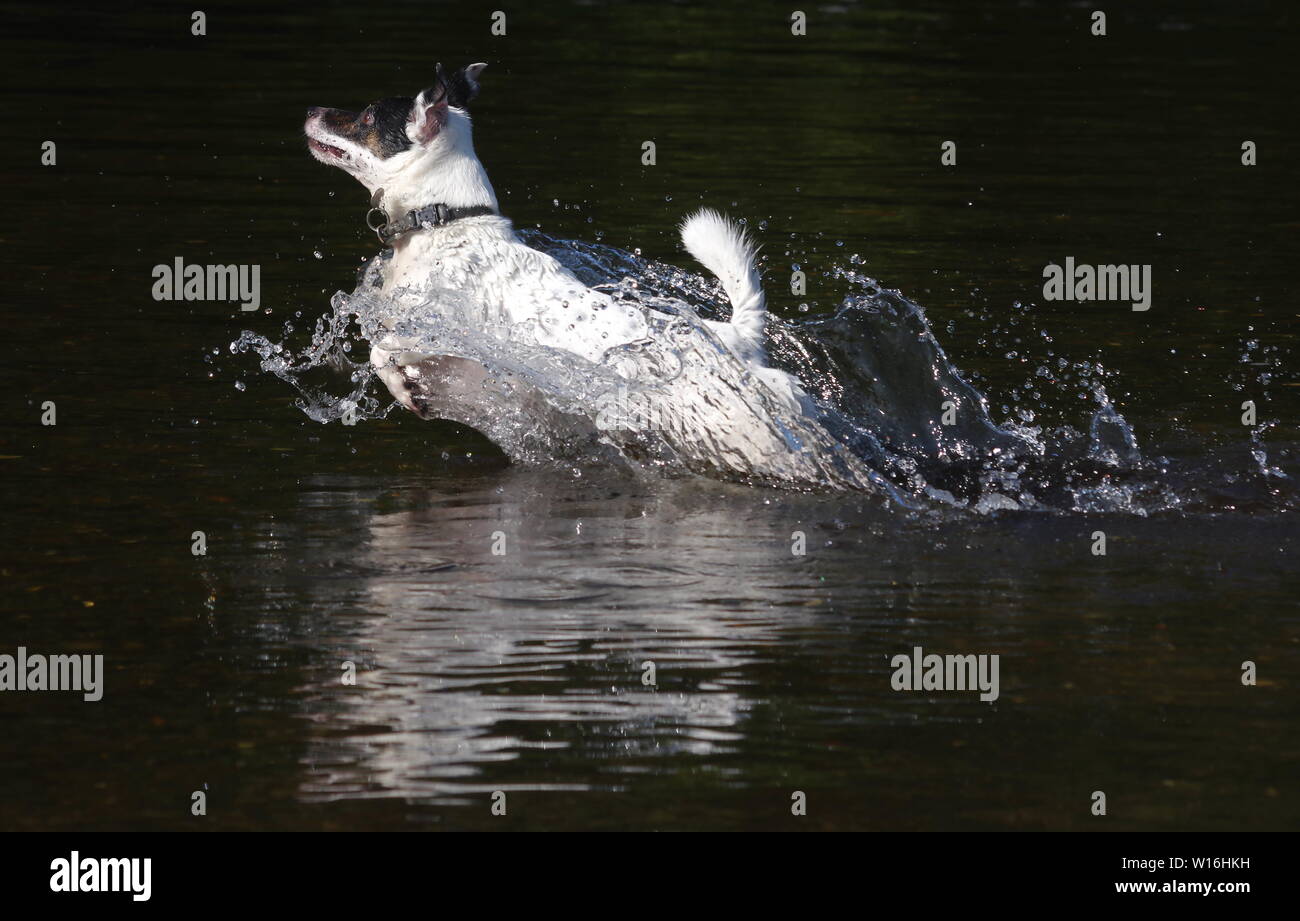 Jack Russell jumping in river Stock Photo - Alamy