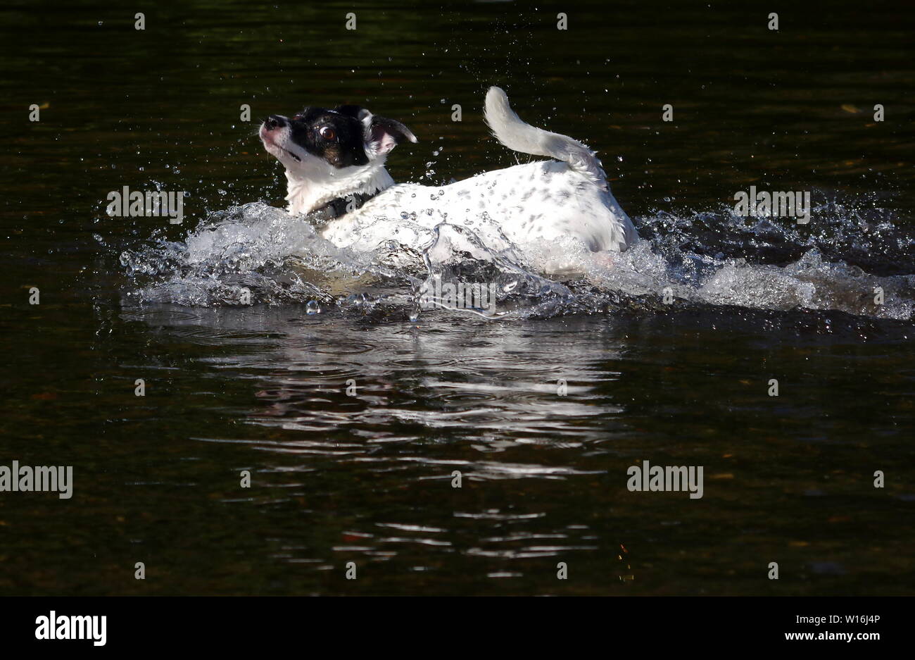 Jack Russell jumping in river Stock Photo - Alamy