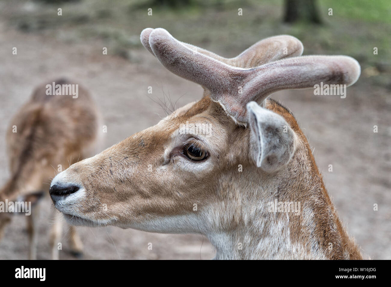Roebuck with small horns hi-res stock photography and images - Alamy