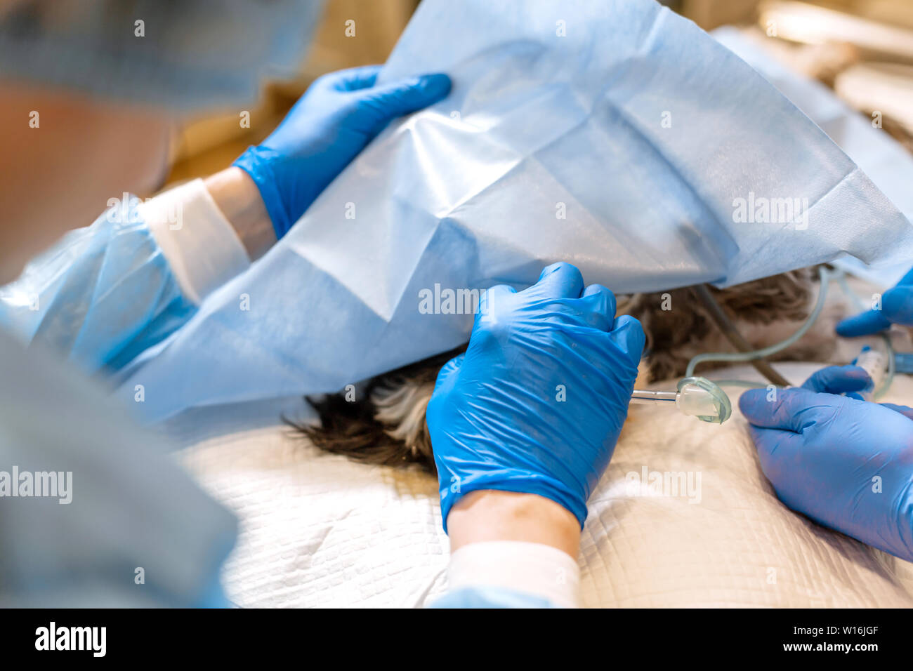 Vet surgeon assistant cover dog patient by sterile cover. preparing to ...