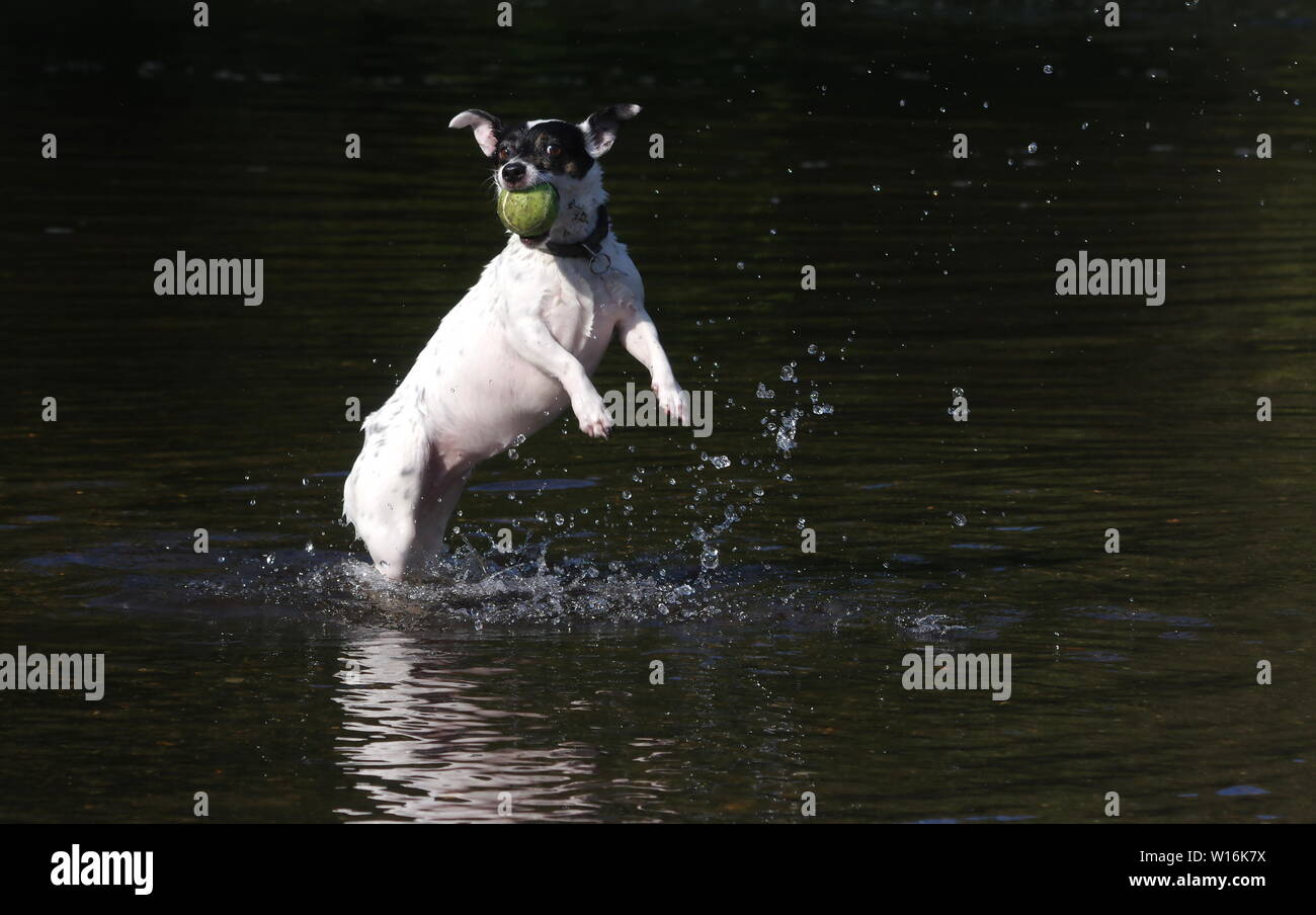 Jack Russell jumping in river Stock Photo - Alamy