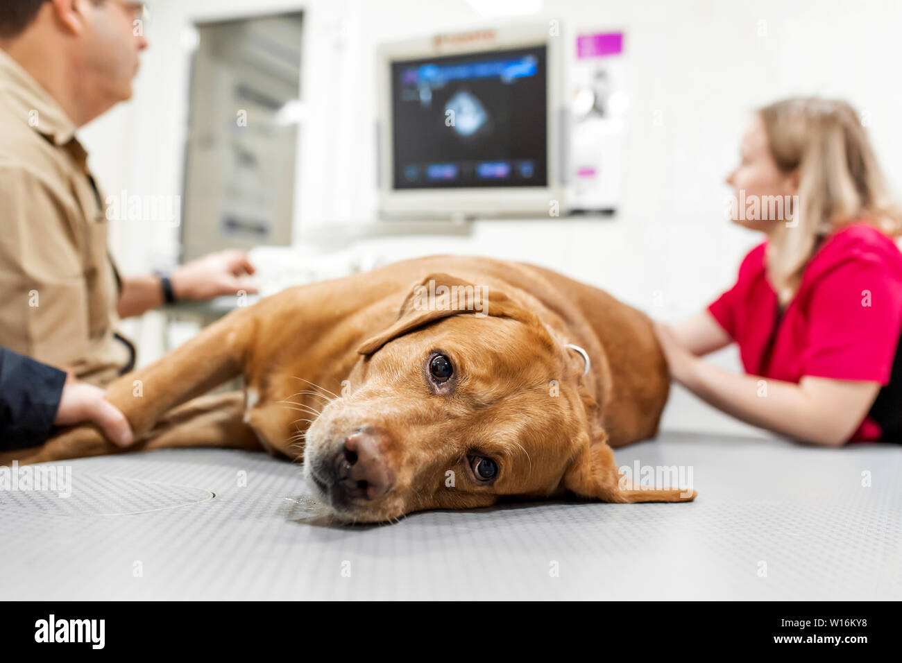 Doctor veterinarian makes ultrasound and cardiogram of the dog's heart ...