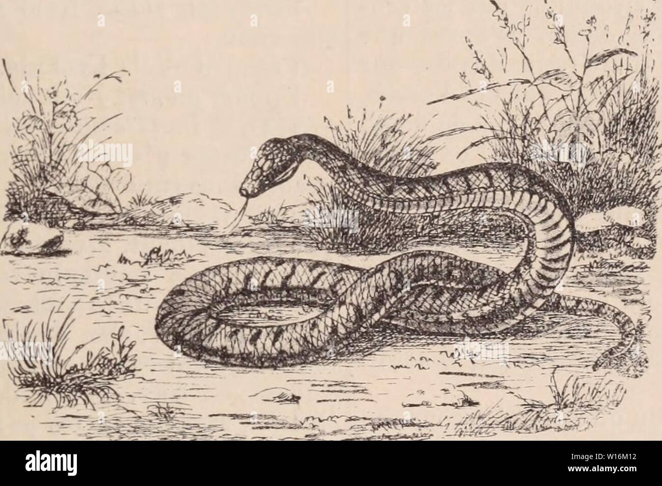 Formes de fleurs hi-res stock photography and images - Alamy