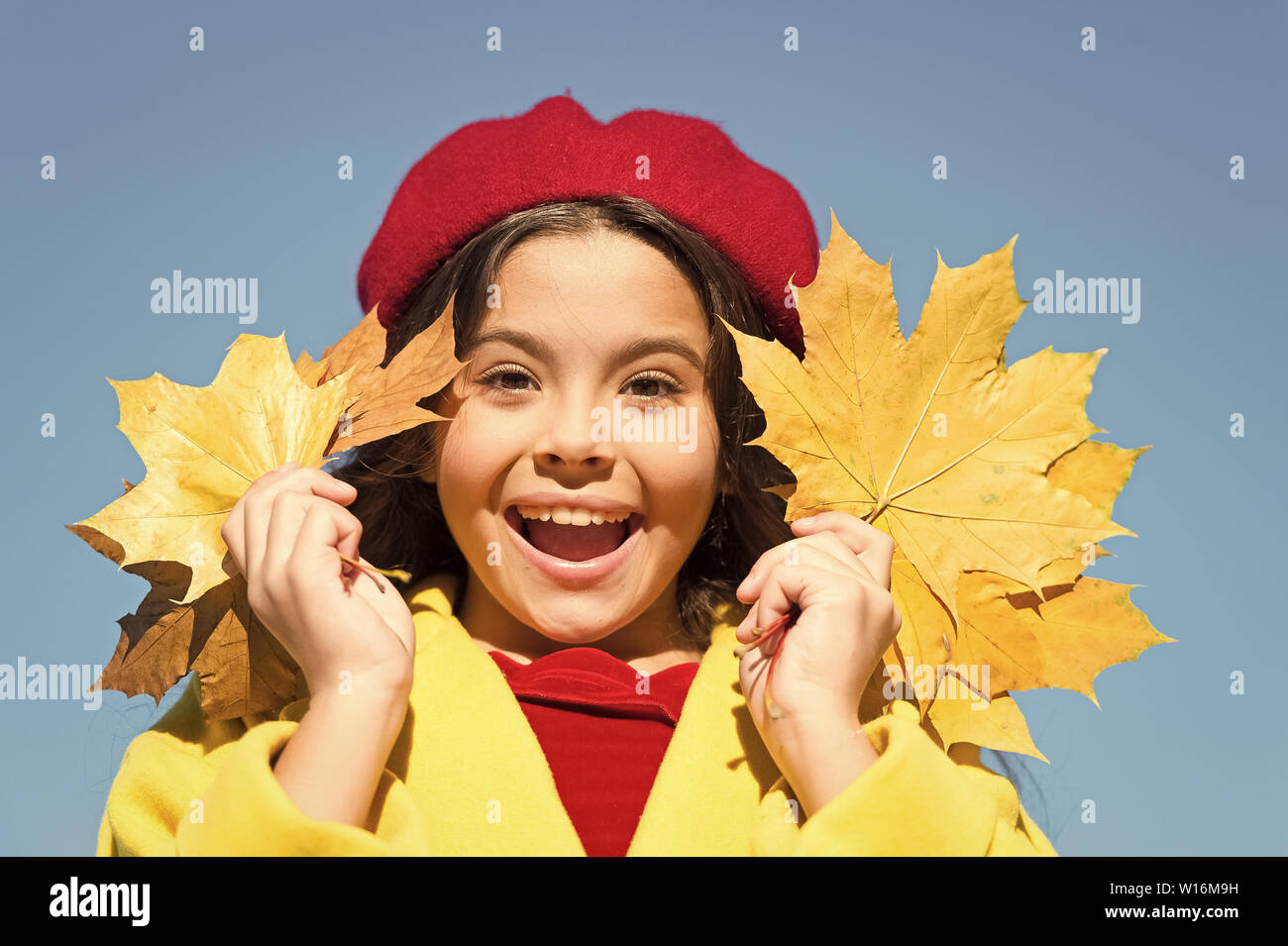 Child with autumn maple leaves walk. Autumn coziness is just around ...
