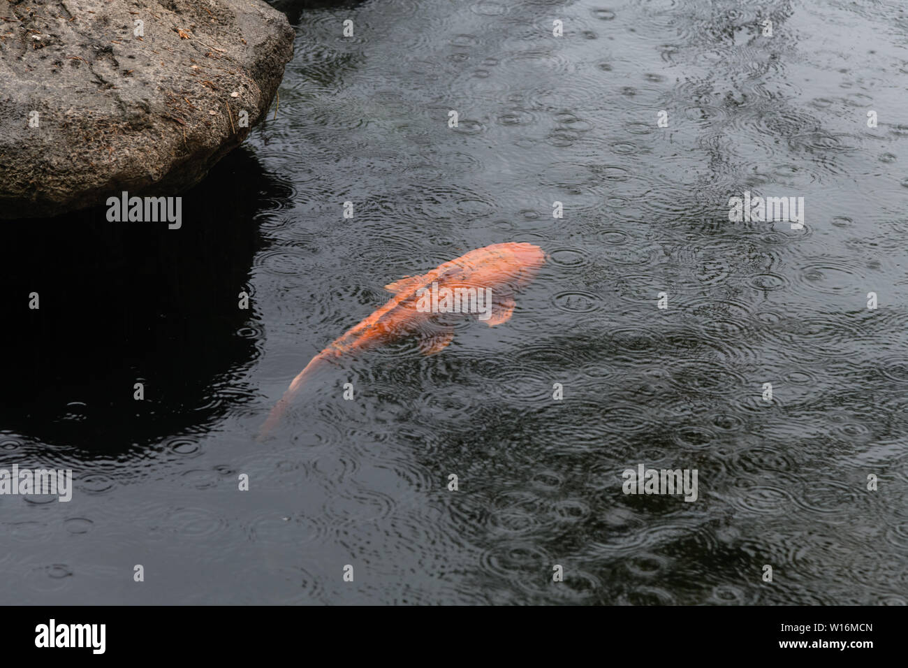 Koi fish in hawaii koi hi-res stock photography and images - Alamy