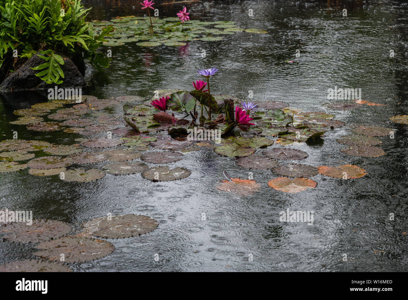 Beautiful lily pond on Oahu, Hawaii, rain in paradise Stock Photo - Alamy