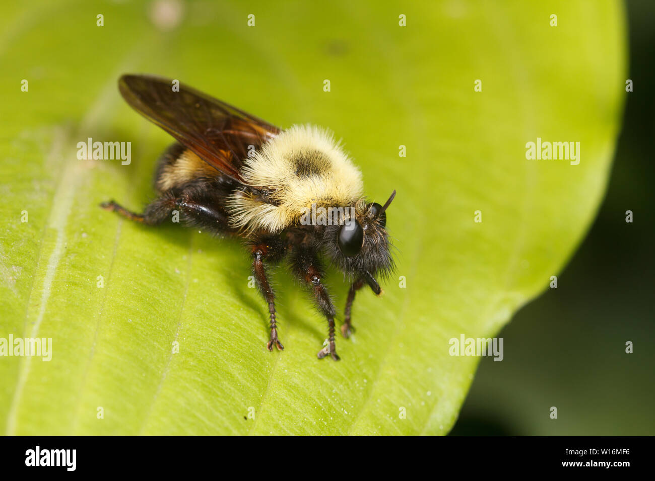 Bumblebee robber fly hi-res stock photography and images - Alamy