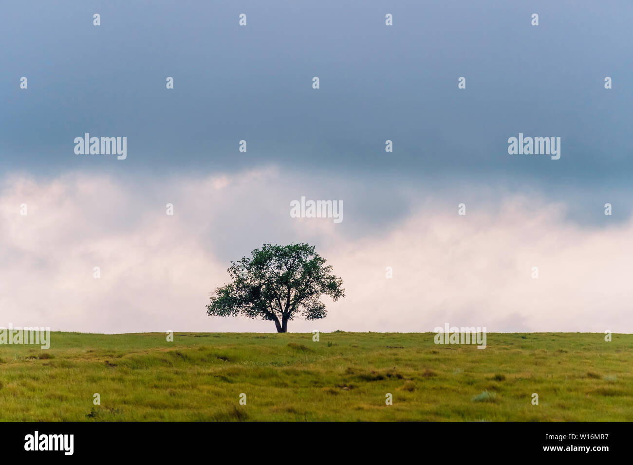 Tree in field with Clouds during rainstorm Stock Photo - Alamy