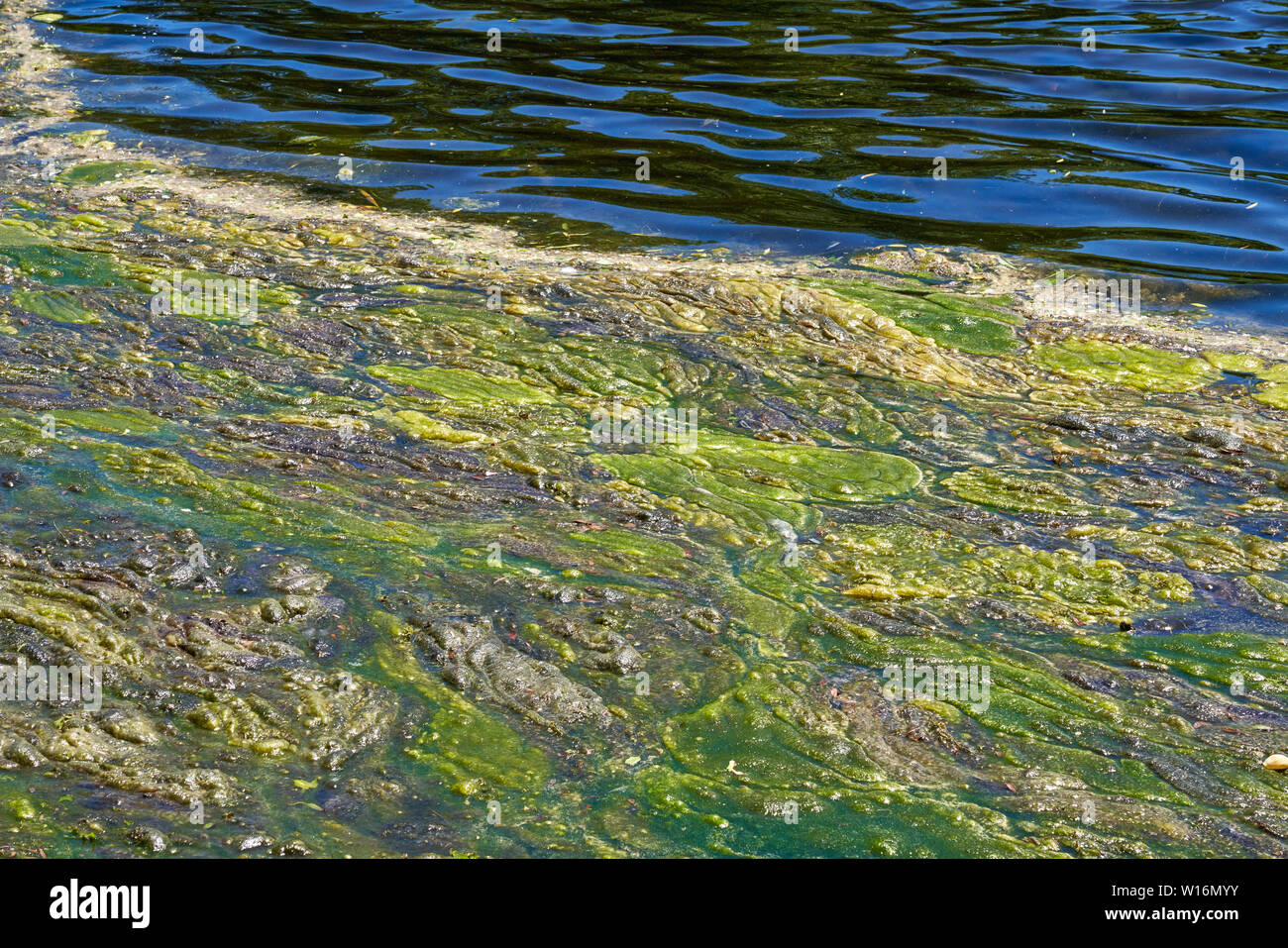 vibrant blue and green background of algae on the surface of a lake ...