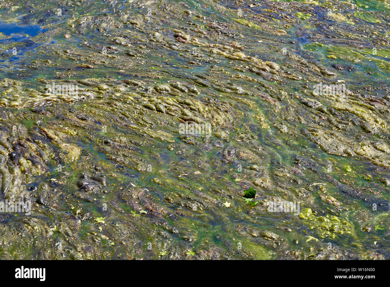 background of slimy bumpy globs of green algae on the surface of a lake ...