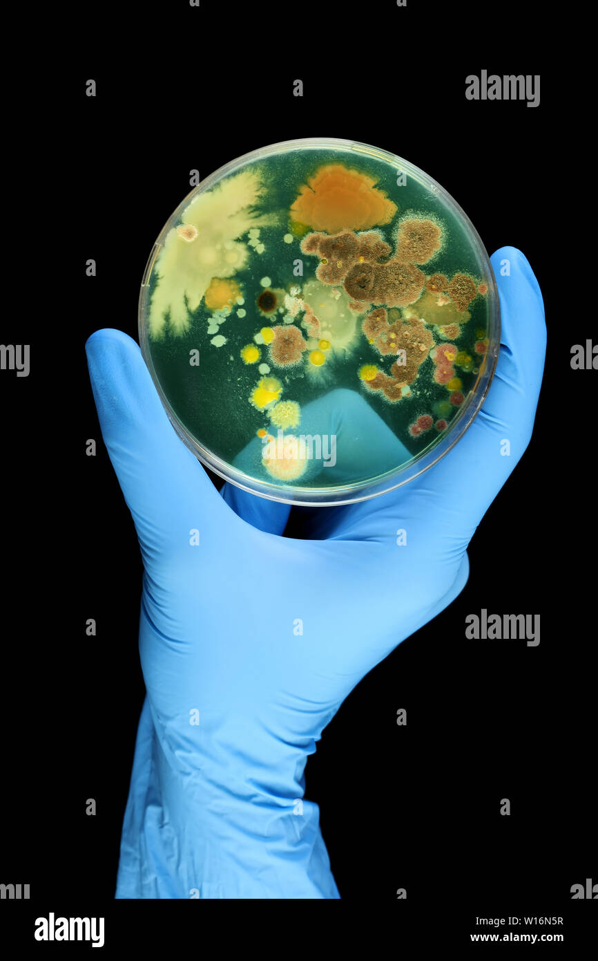 Gloved hand holding petri dish growing bacteria Stock Photo - Alamy