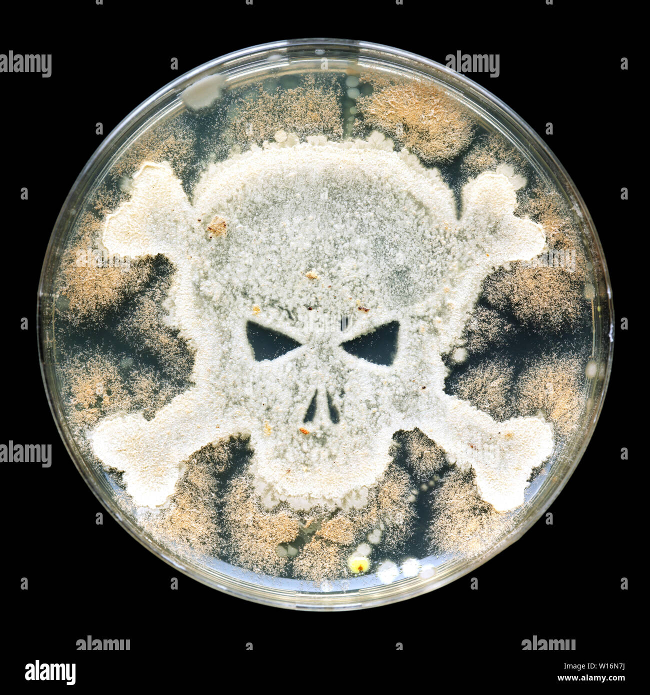 Petri dish growing bacteria in the shape of a skull and crossbones ...