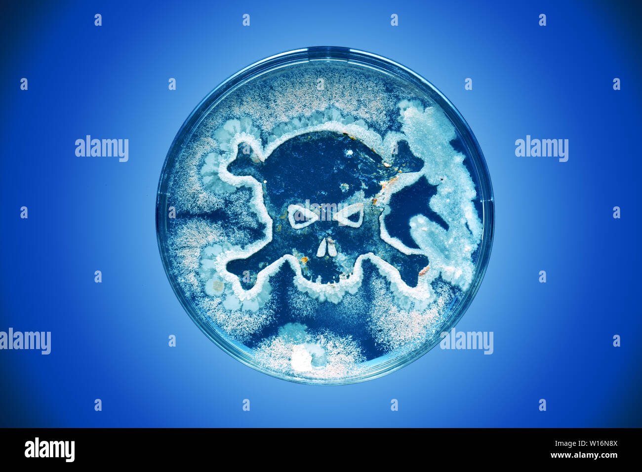 Petri dish growing bacteria in the shape of a skull and crossbones ...