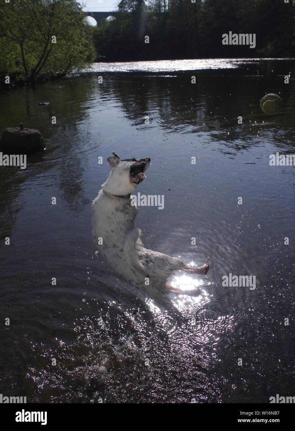 Jack Russell jumping in river Stock Photo - Alamy