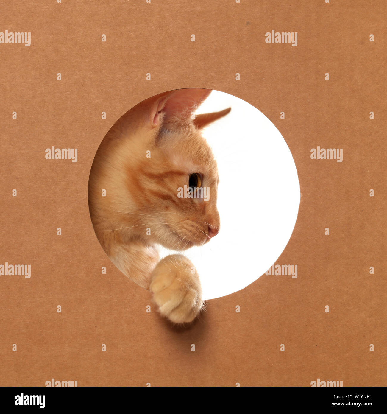 Orange tabby in a box hi-res stock photography and images - Alamy