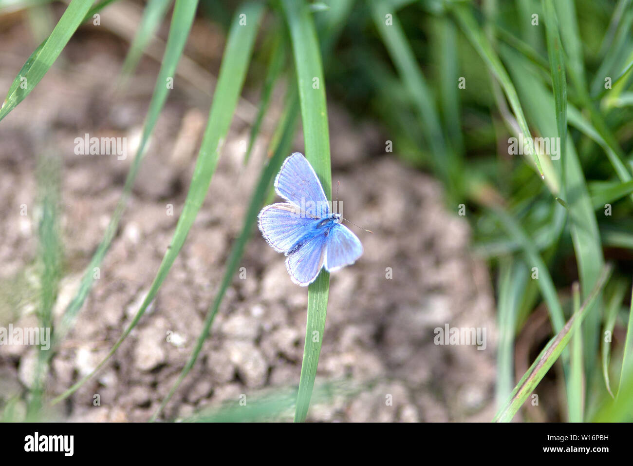Golden rod plant insect hi-res stock photography and images - Alamy