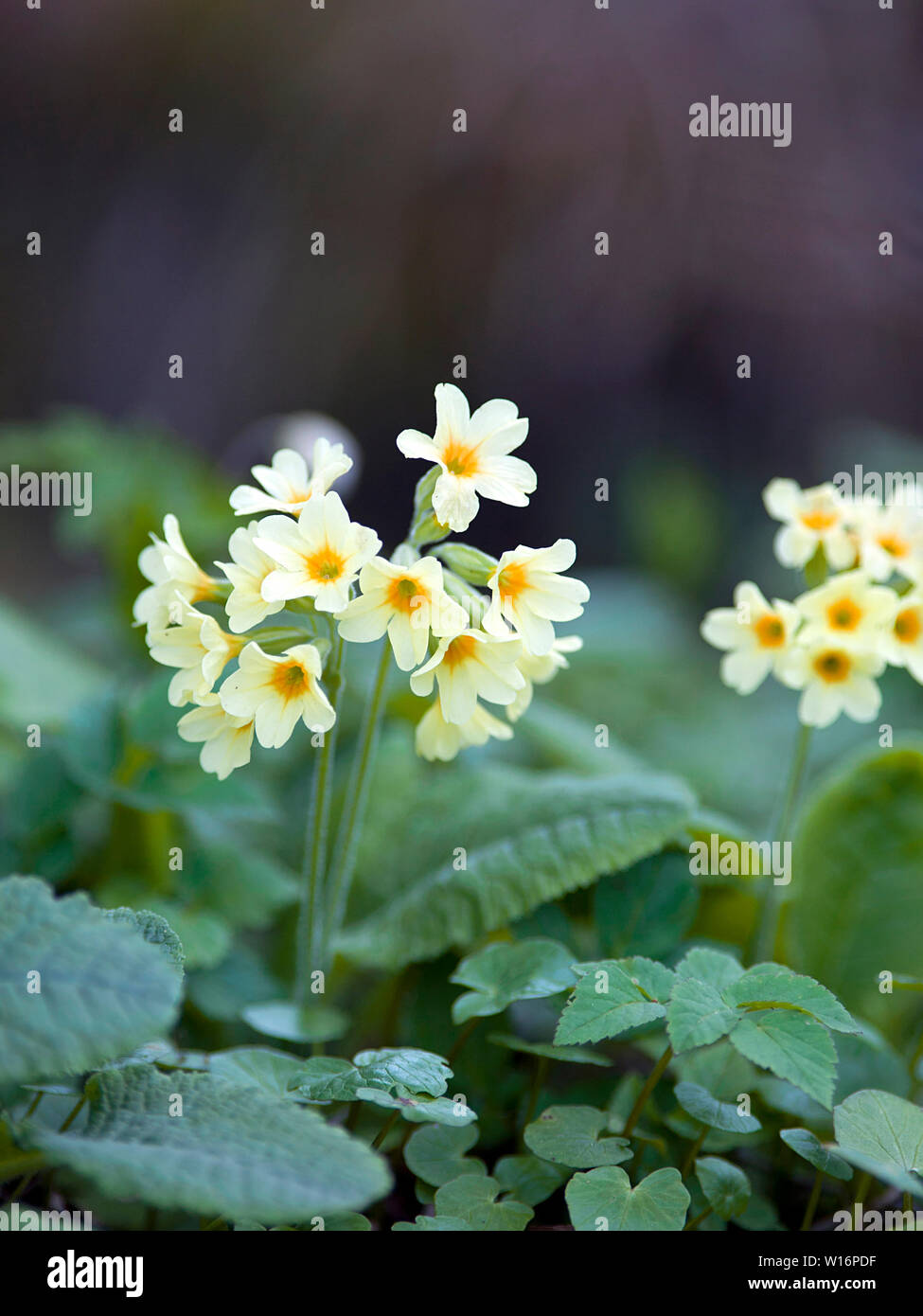 Cow slip primrose hi-res stock photography and images - Alamy
