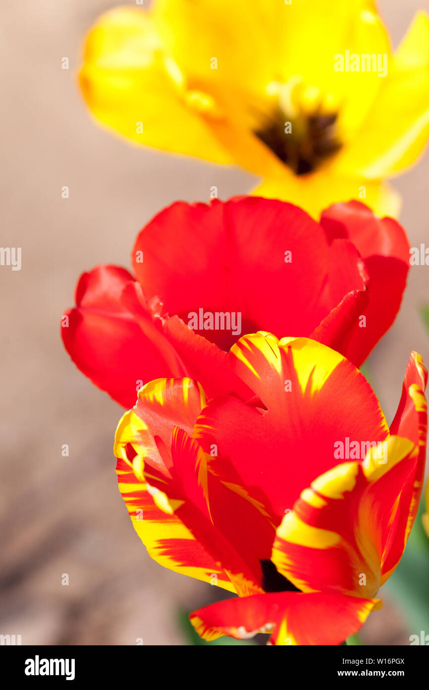 tulip flowers in garden with bright red color Stock Photo - Alamy