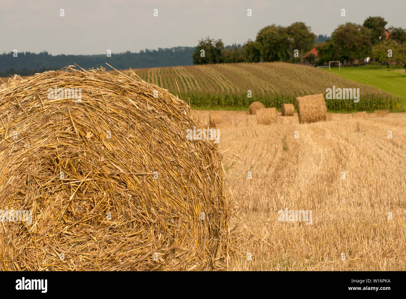 Hay bales field vertical harvest hi-res stock photography and images ...
