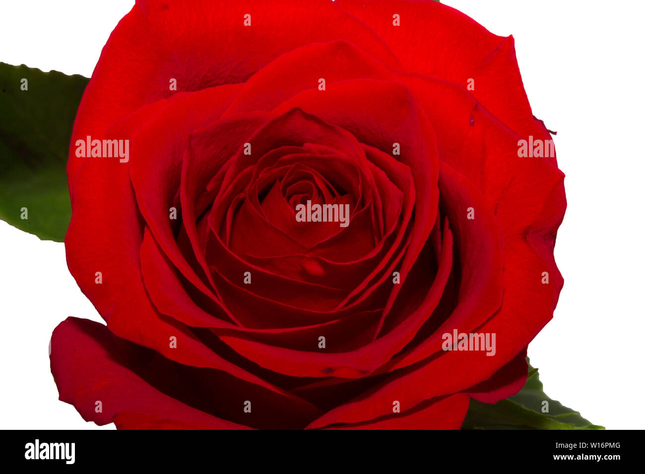 rose on white background Stock Photo - Alamy