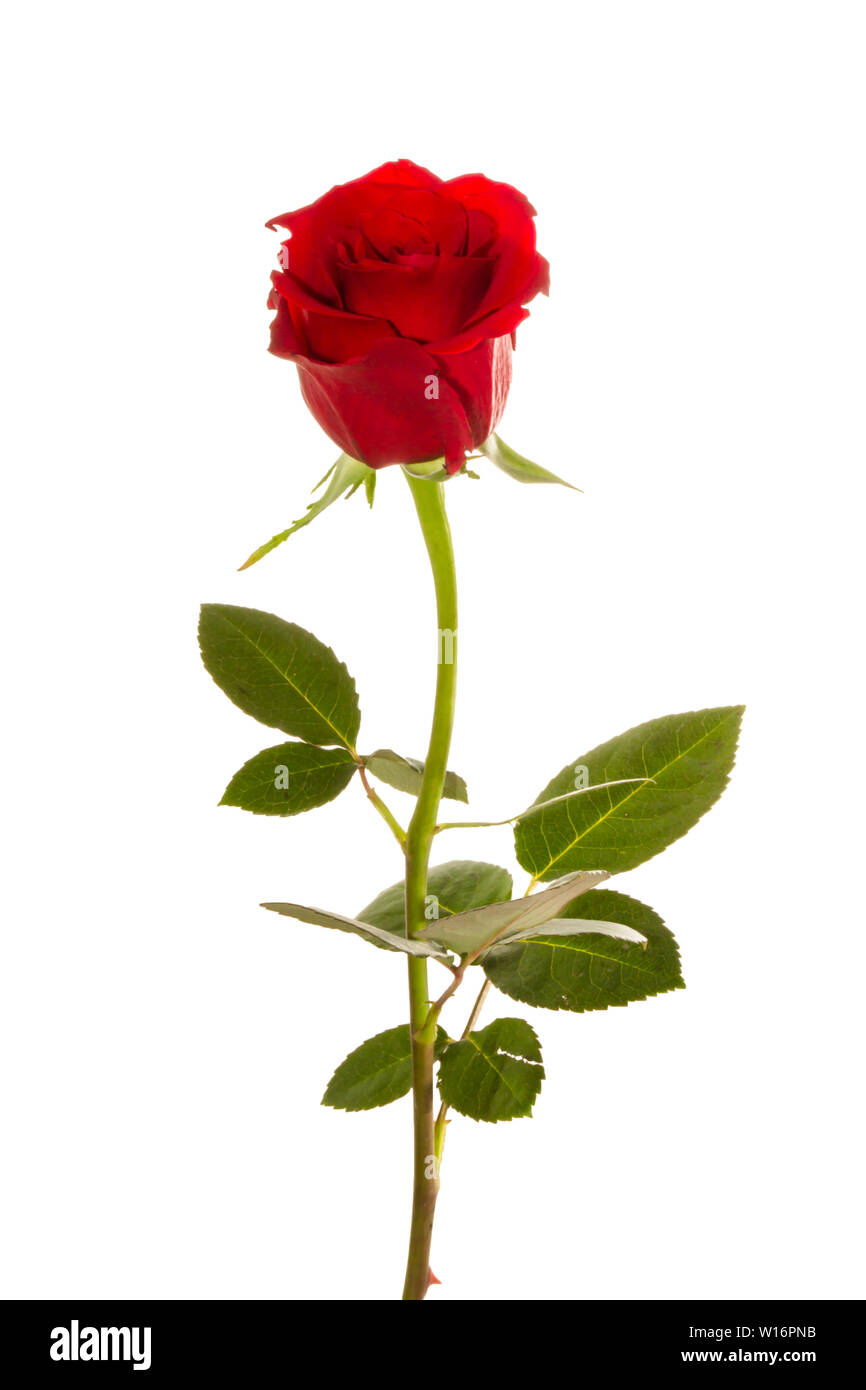 rose on white background Stock Photo - Alamy