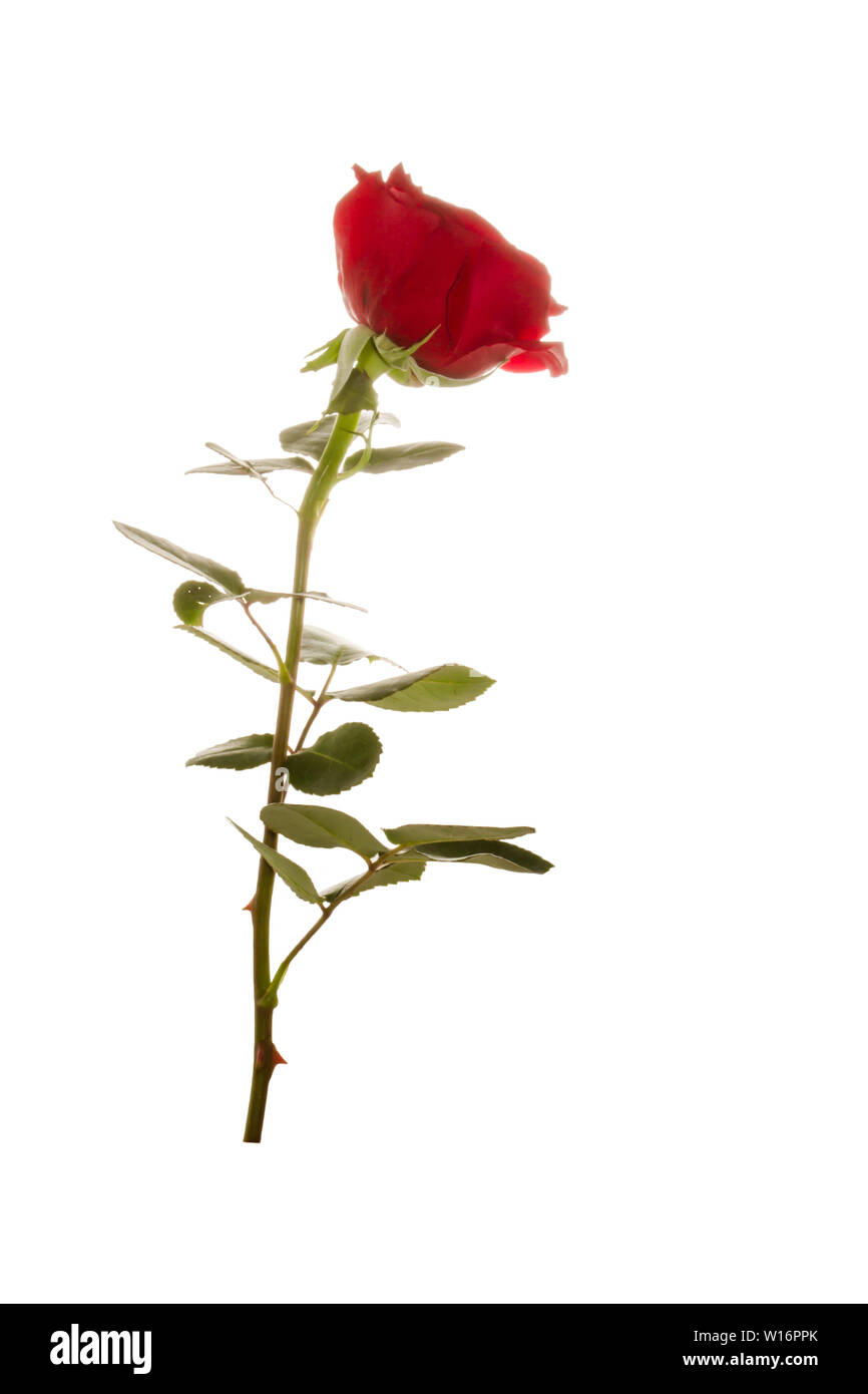 rose on white background Stock Photo - Alamy
