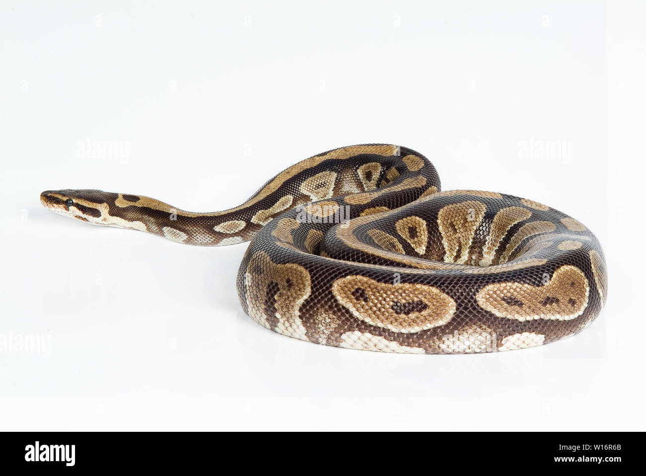 Constrictor cutout hi-res stock photography and images - Alamy
