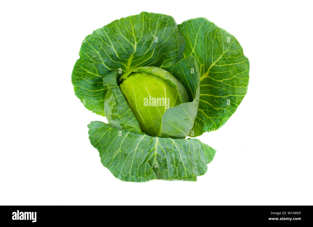Green cabbage isolated on white background Stock Photo - Alamy