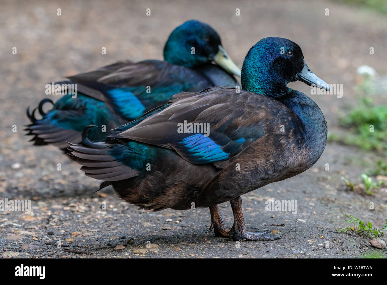Cayuga duck hi-res stock photography and images - Alamy